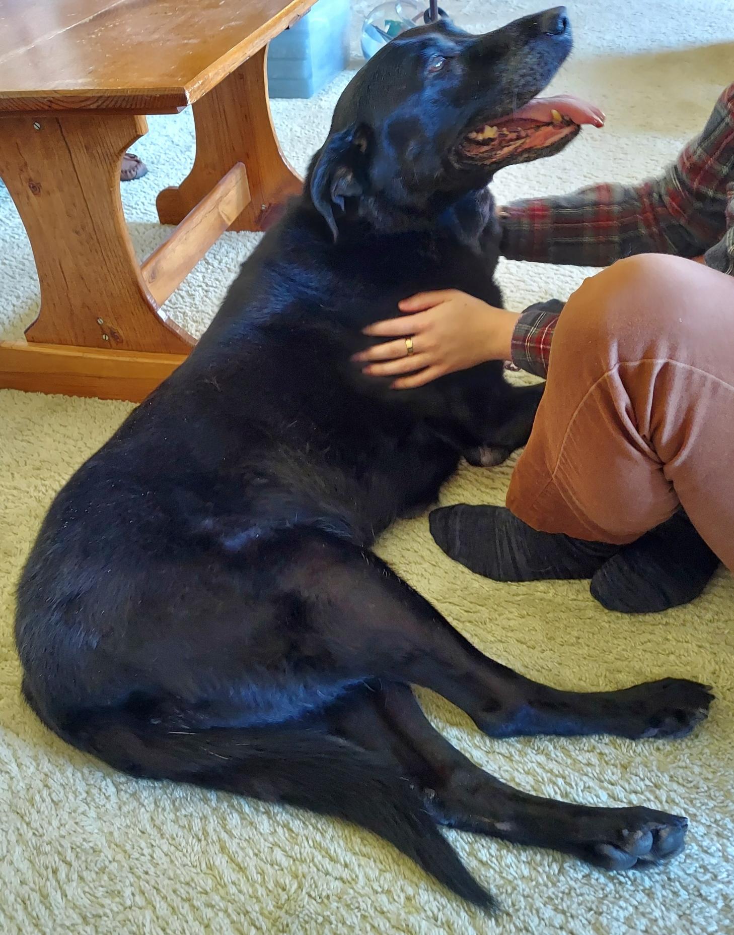 Dog for Adoption - Amy, a Labrador Retriever in Spring Lake, MI | Alpha Paw