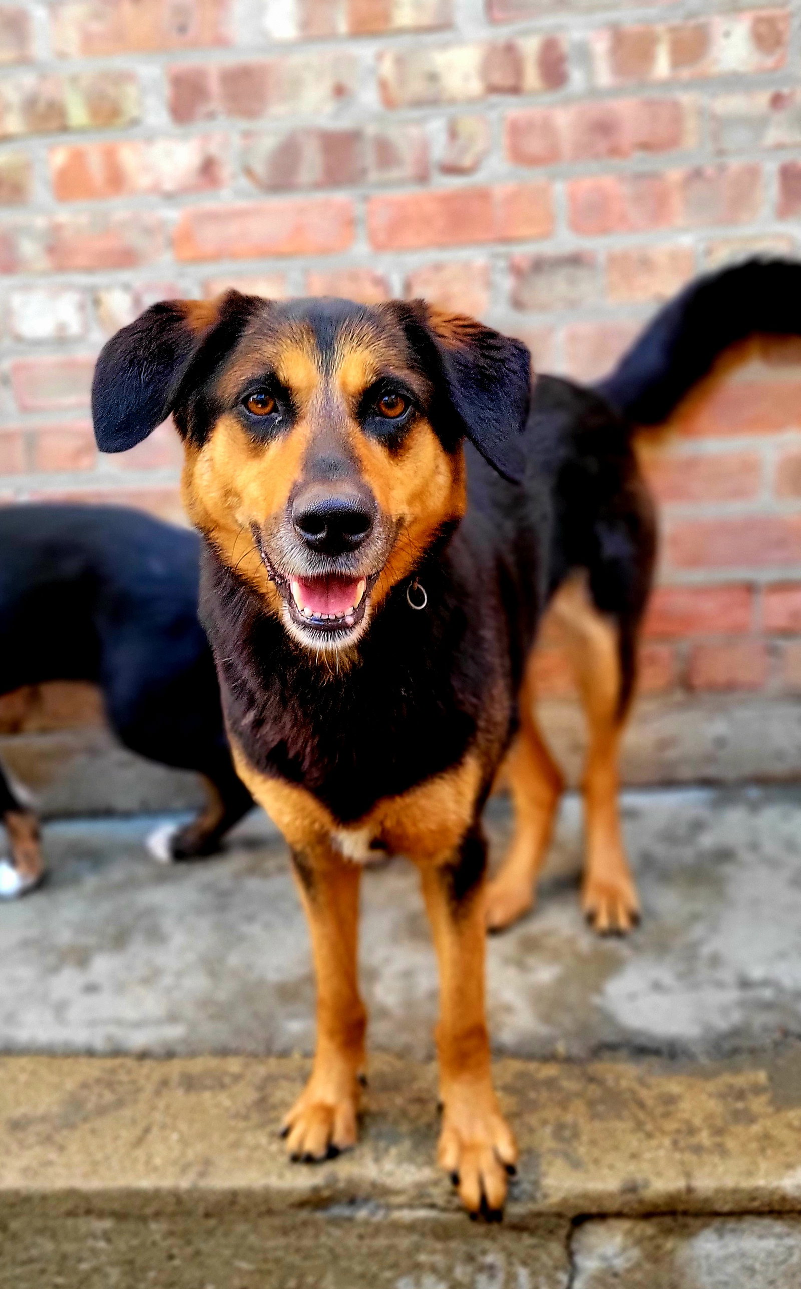 Dog for Adoption - Eliza, a German Shepherd Dog in Chicago, IL | Alpha Paw