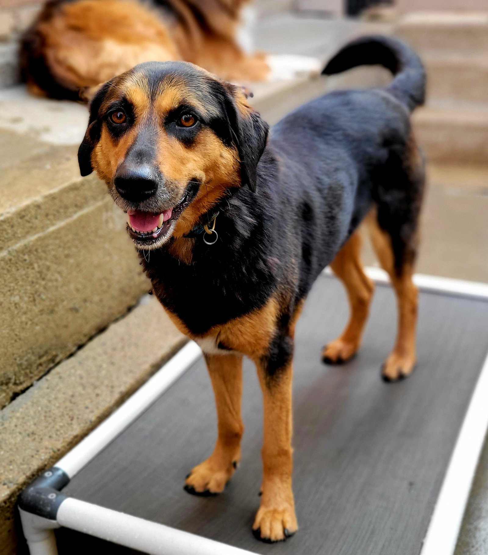 Dog for Adoption - Eliza, a German Shepherd Dog in Chicago, IL | Alpha Paw