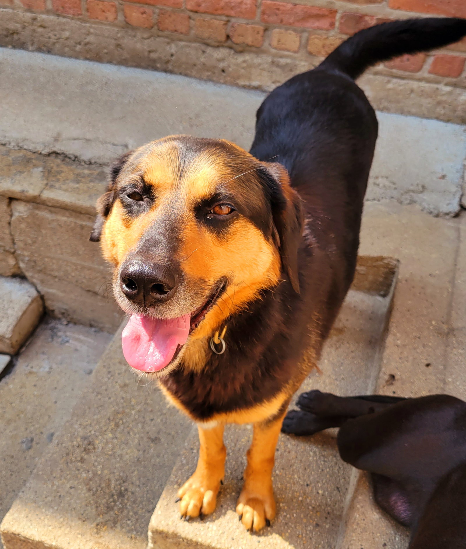 Dog for Adoption - Eliza, a German Shepherd Dog in Chicago, IL | Alpha Paw