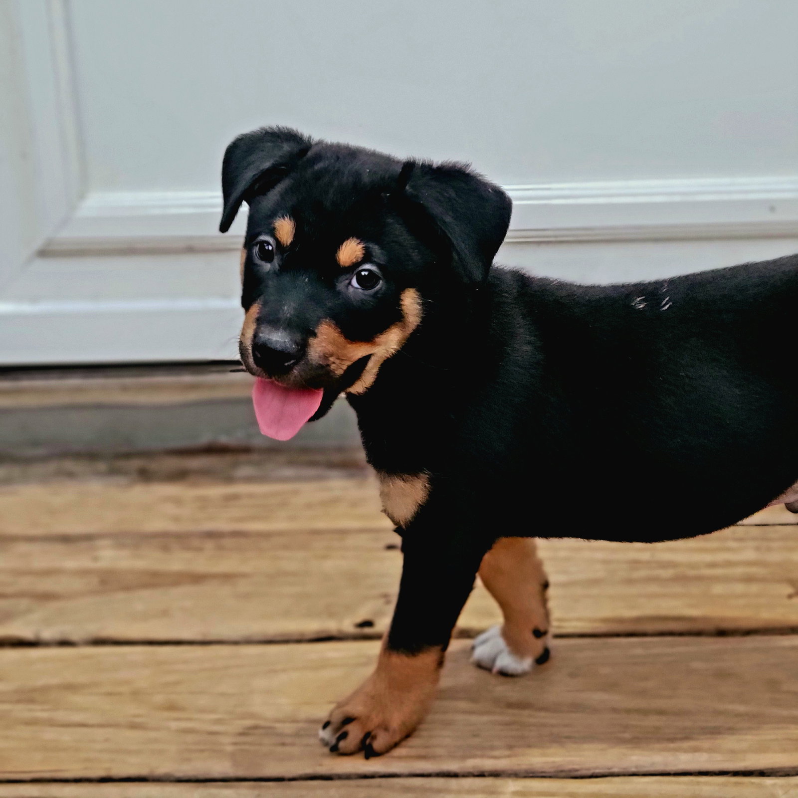 Dog for Adoption - Ferris, a Australian Shepherd in Kenwood, IL | Alpha Paw