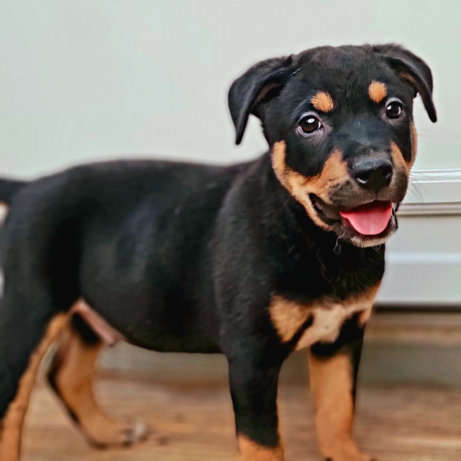 Dog for Adoption - Ferris, a Australian Shepherd in Kenwood, IL | Alpha Paw