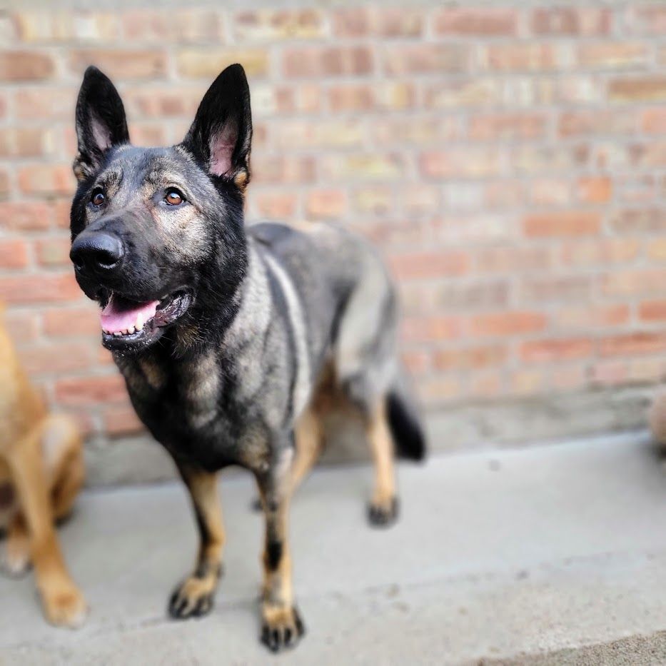 Dog for Adoption - Kiani, a German Shepherd Dog in Rolling Meadows, IL ...