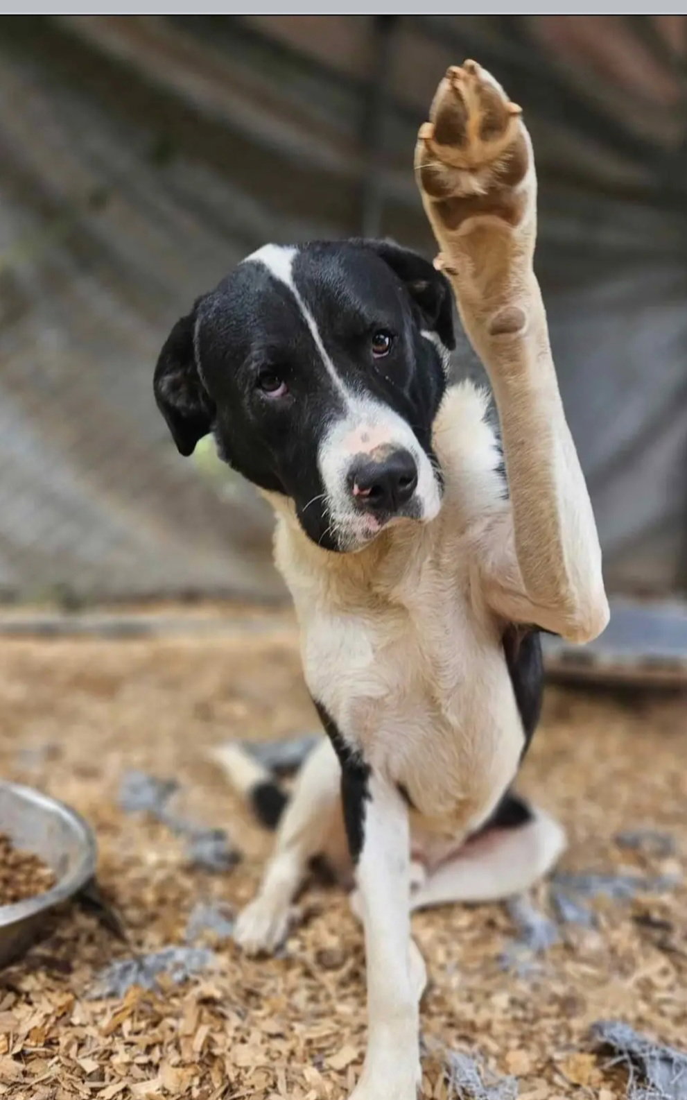 Dog for Adoption - Connor, a Great Pyrenees in Joliet, IL | Alpha Paw