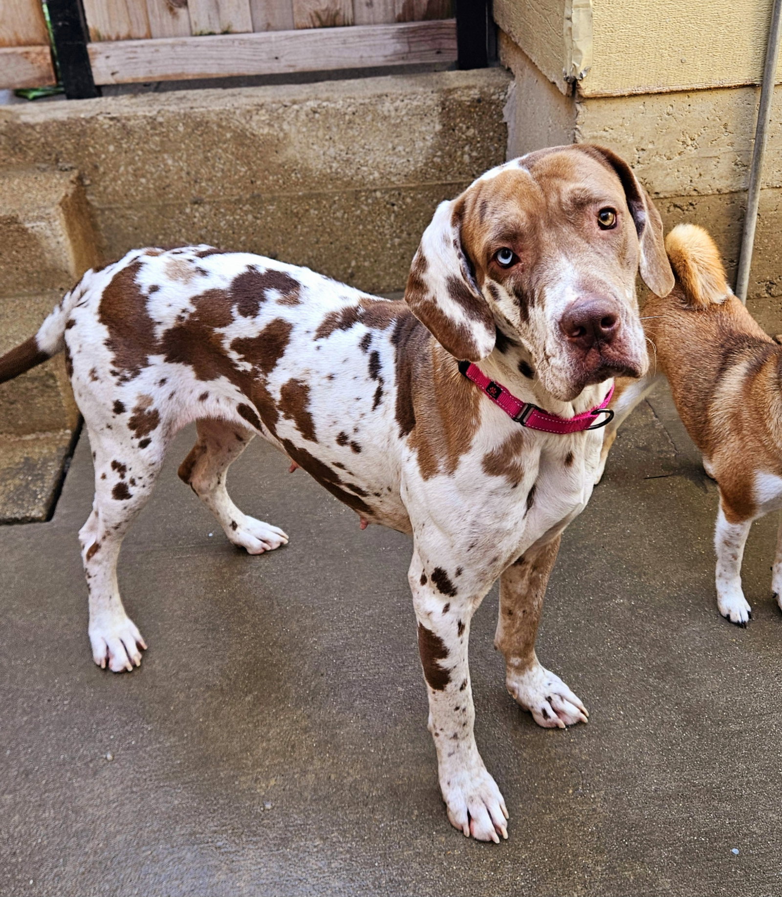 Dog for Adoption - Blossom, a Catahoula Leopard Dog in Joliet, IL ...