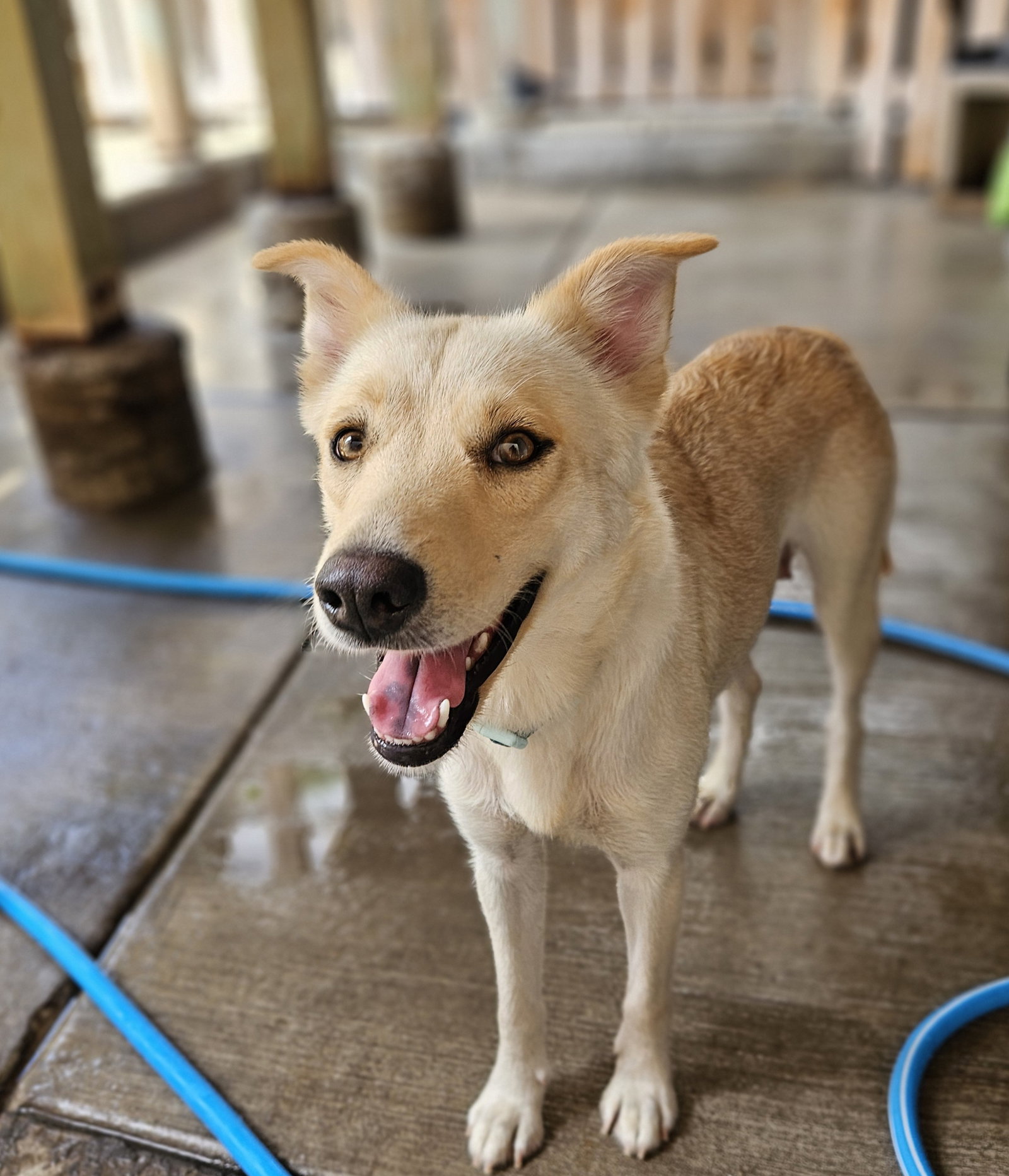 Dog for Adoption - Penny, a Husky in Chicago, IL | Alpha Paw