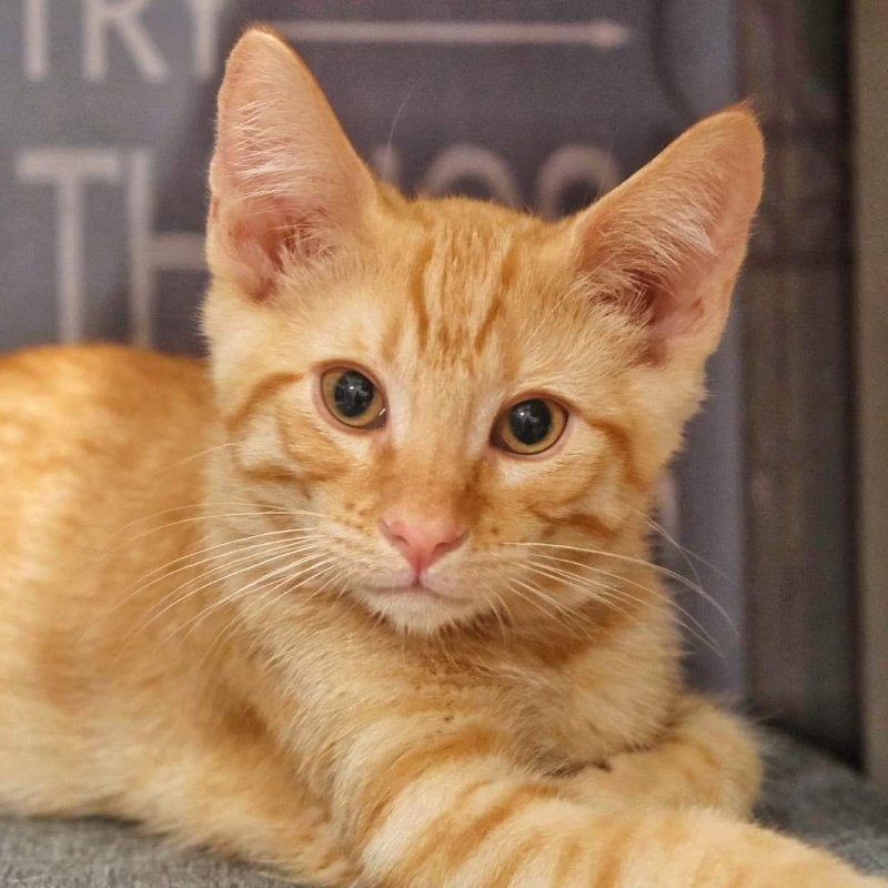 Cats for Adoption in Los Altos, California | Alpha Paw