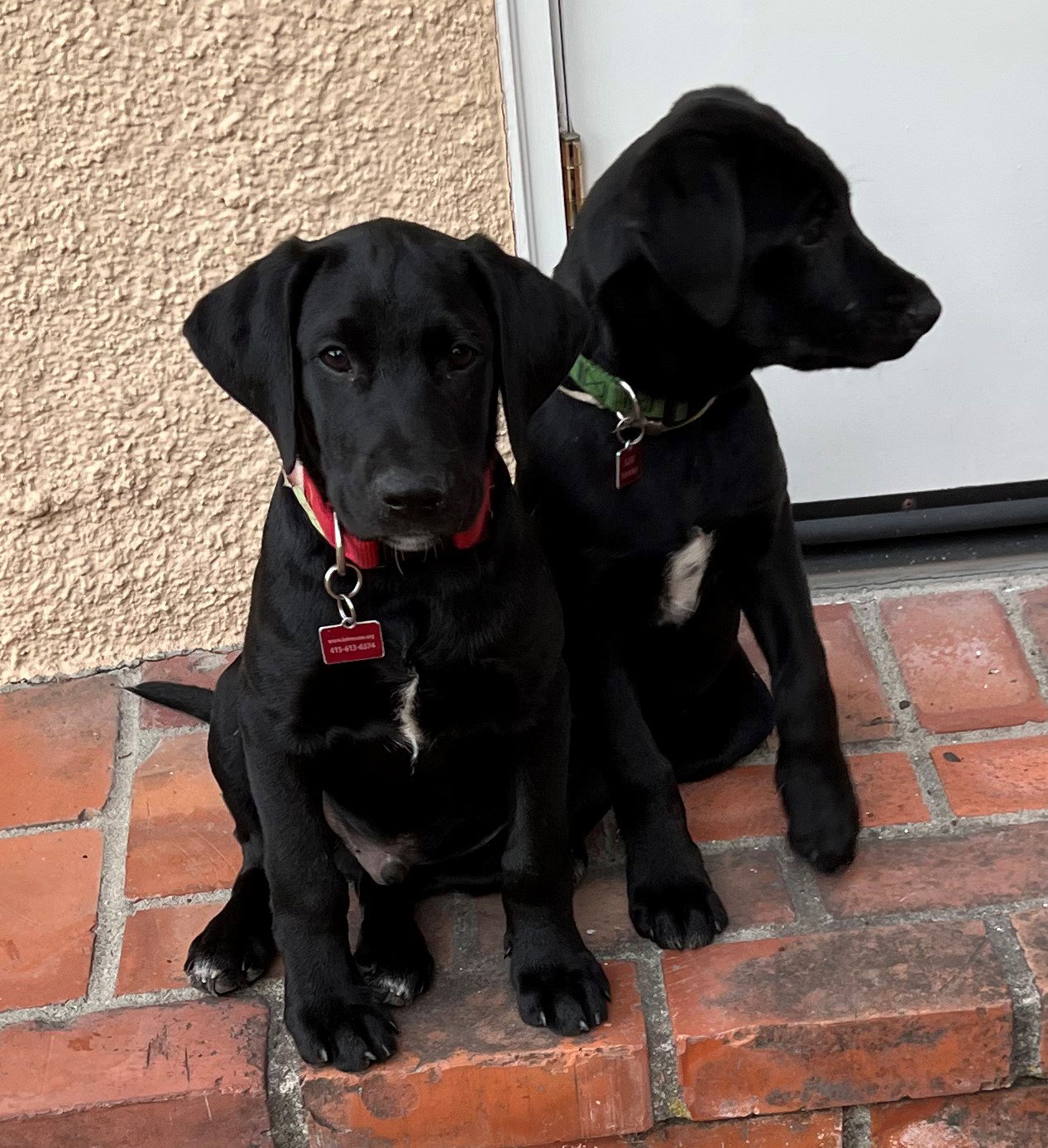 Dog for Adoption - Mars, a Labrador Retriever in Novato, CA | Alpha Paw
