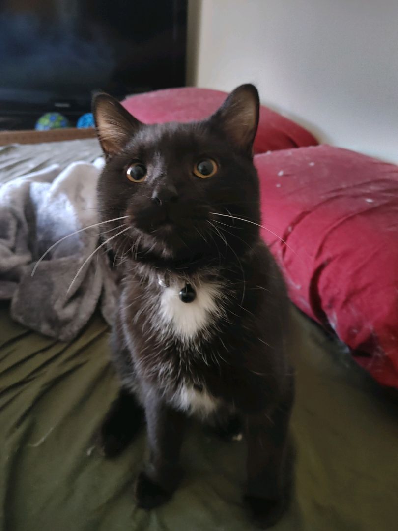 Cats for Adoption in Three Rivers, Massachusetts | Alpha Paw