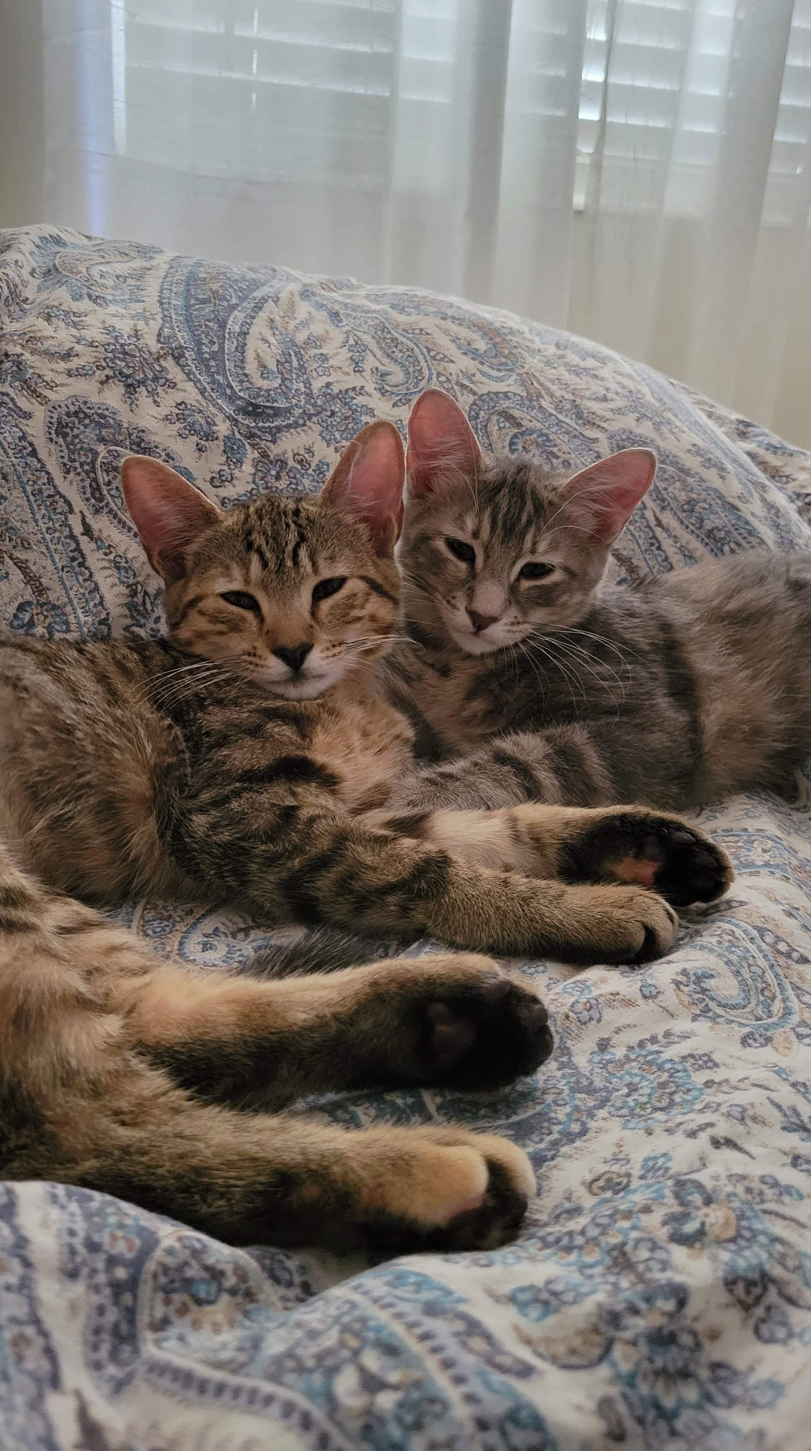 Cats for Adoption in Monson Center, Massachusetts | Alpha Paw
