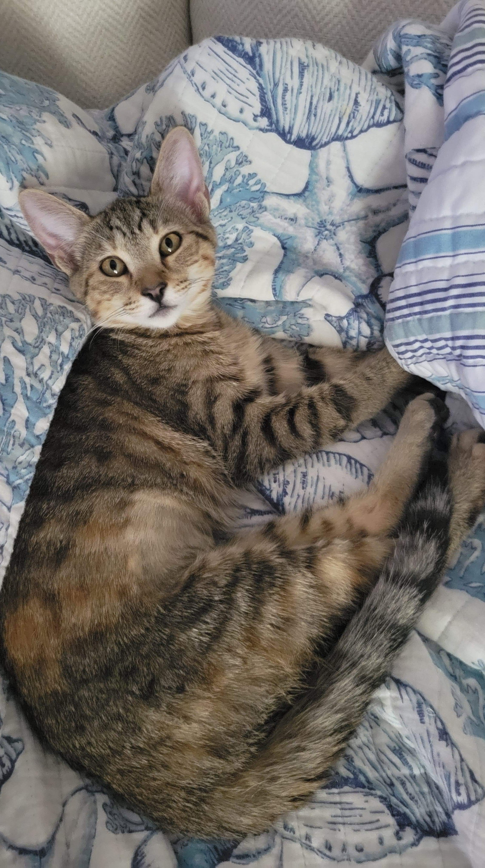 Cats for Adoption in Monson Center, Massachusetts | Alpha Paw