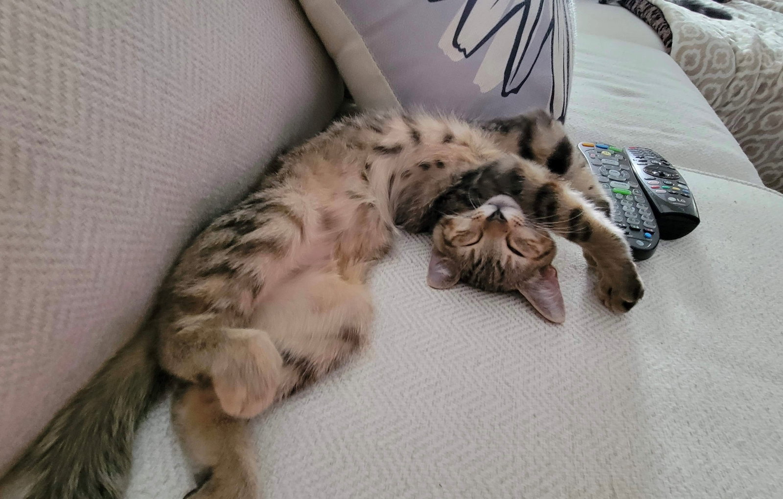 Cats for Adoption in Monson Center, Massachusetts | Alpha Paw