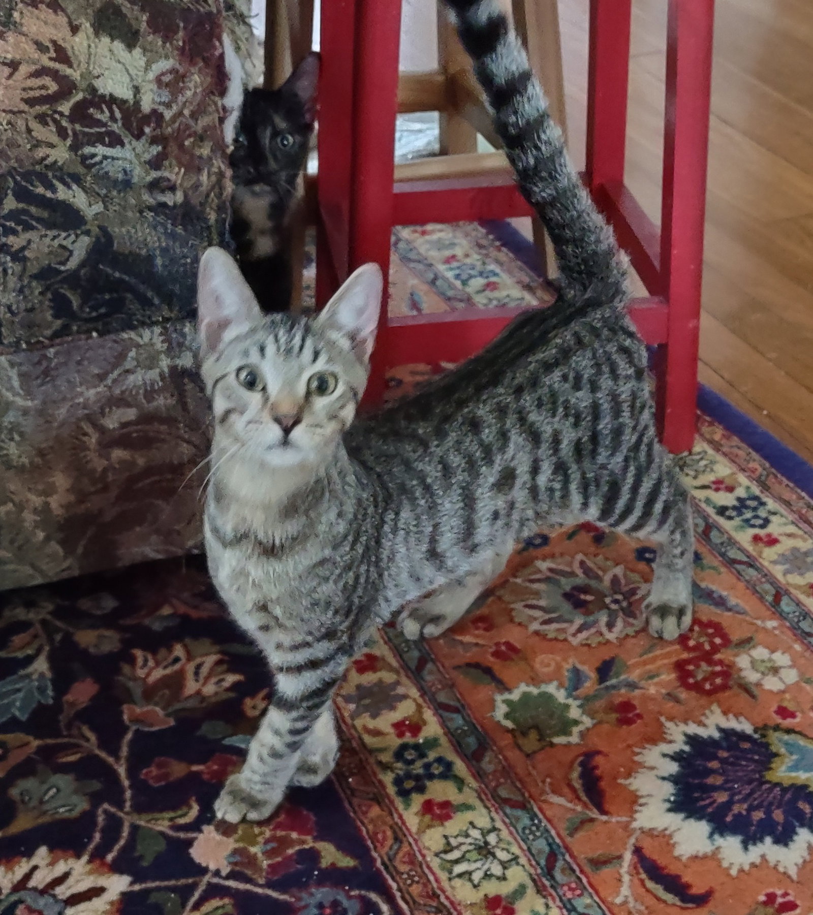 Cats for Adoption in Boston, Massachusetts | Alpha Paw