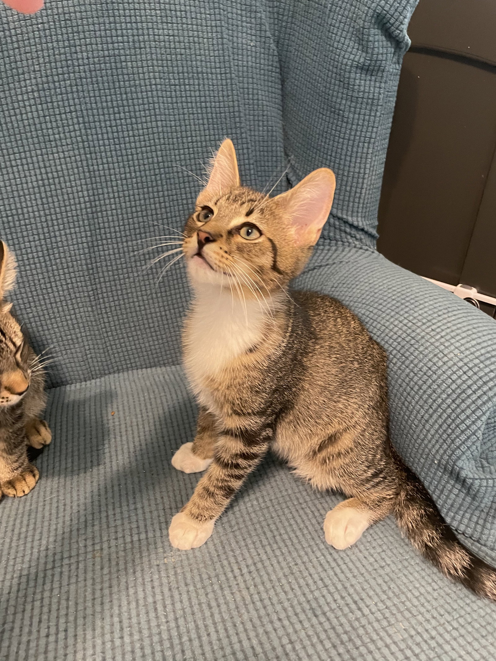Cats for Adoption in Boston, Massachusetts | Alpha Paw