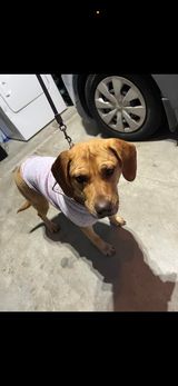 Dog for Adoption - Simba, a Labrador Retriever in Sunderland, MA ...