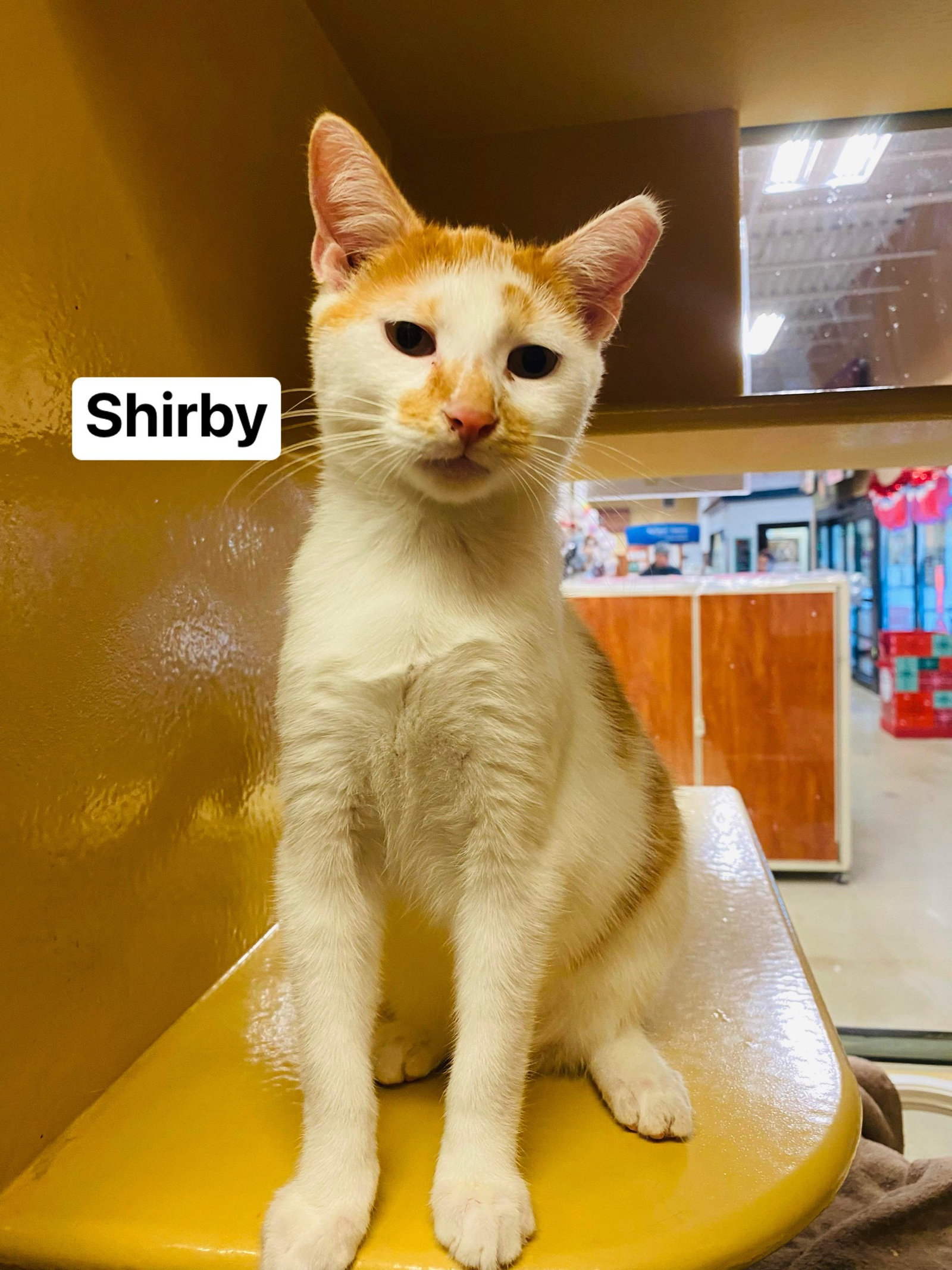 Cats for Adoption in Wilmington, Delaware | Alpha Paw