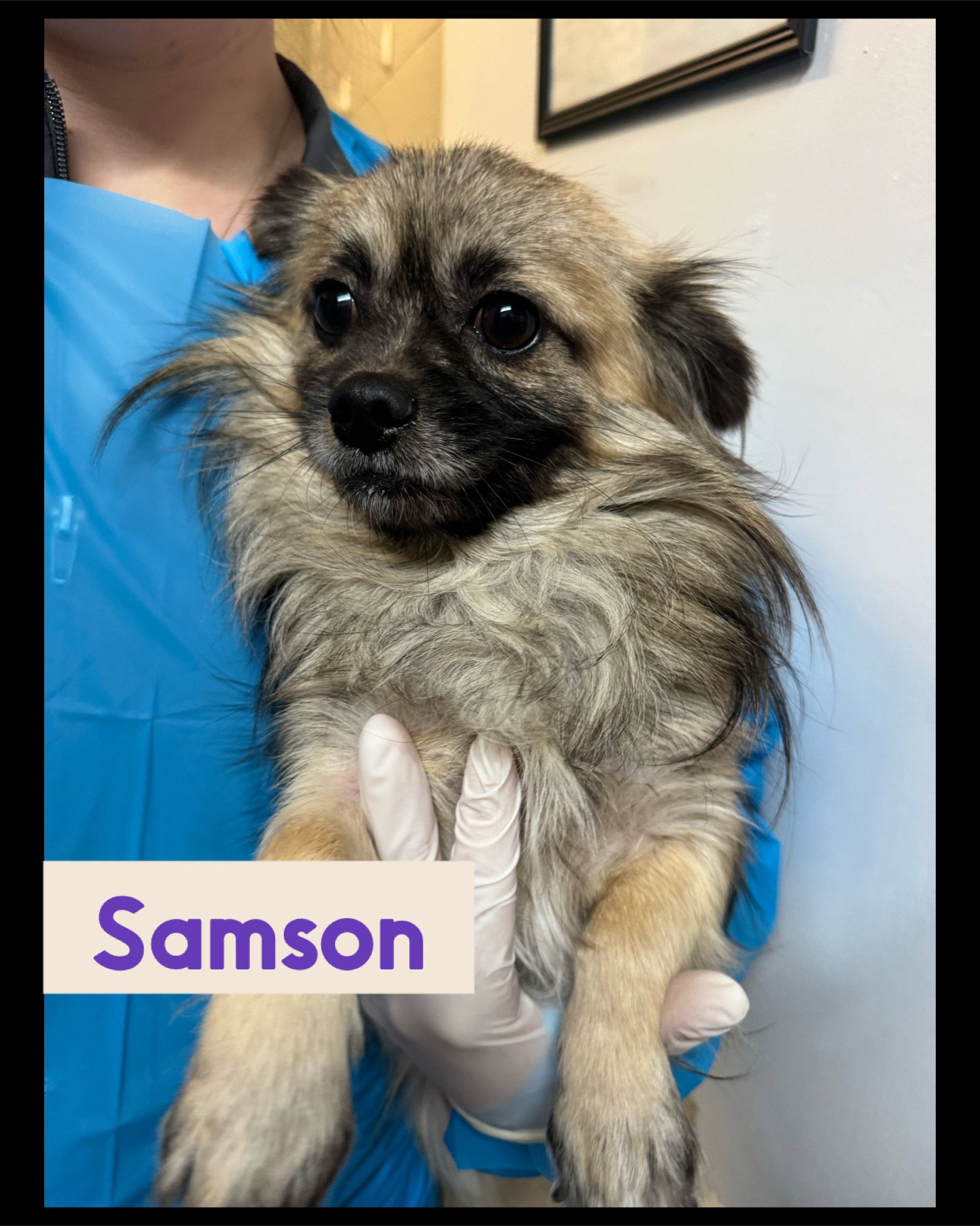 Dog for Adoption - Samson, a Pomeranian in Saint John, KS | Alpha Paw