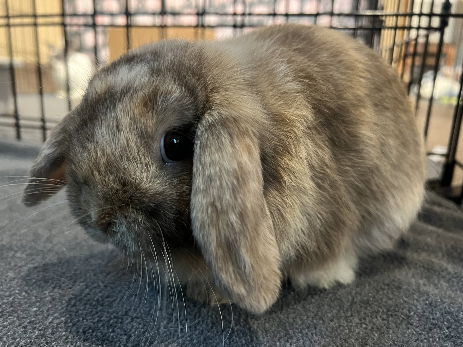Rabbit adoption in McMillan, WI 54449: Holland Lop Rabbit "Benji"