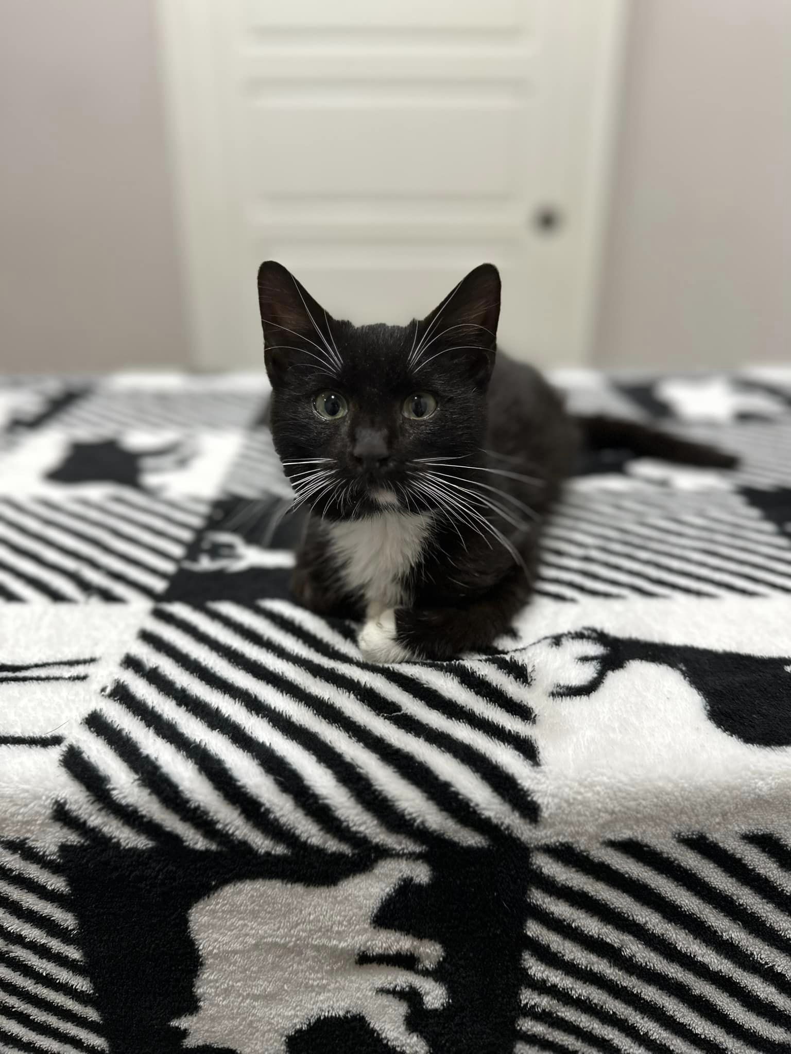 Cats for Adoption in Poplar Bluff, Missouri | Alpha Paw