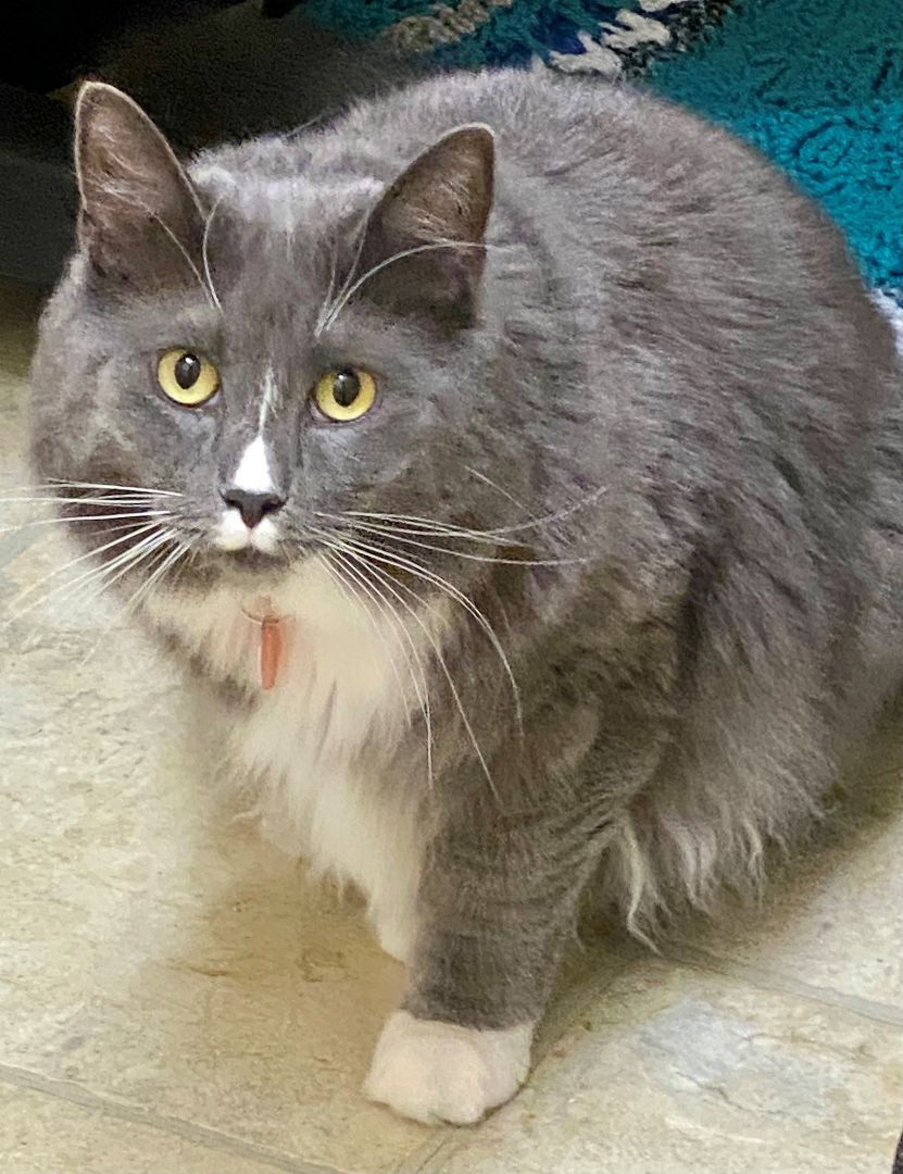 Cat adoption in Camarillo, CA 93012: Domestic Long Hair (long coat) Cat ...