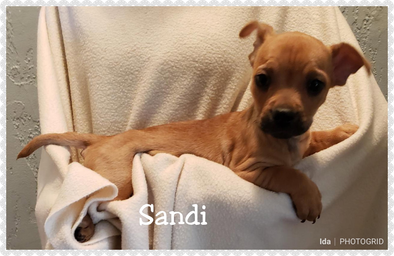 Sandi's Web Page
