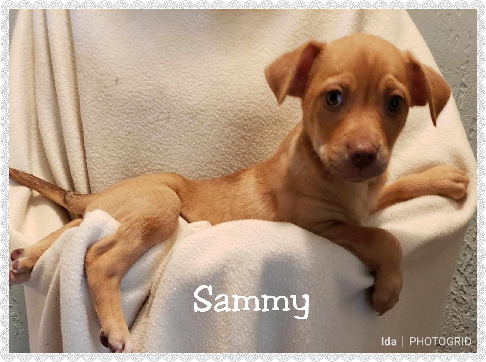 Sammy's Web Page