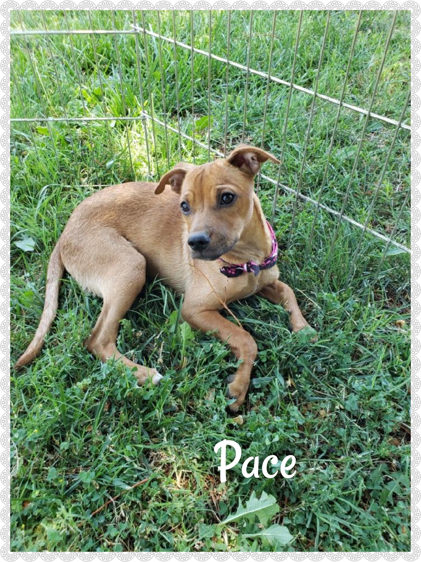 Pace s Page Pace s Page