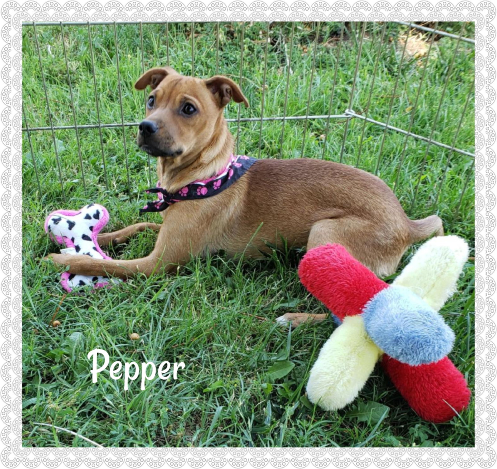 Pepper's Web Page