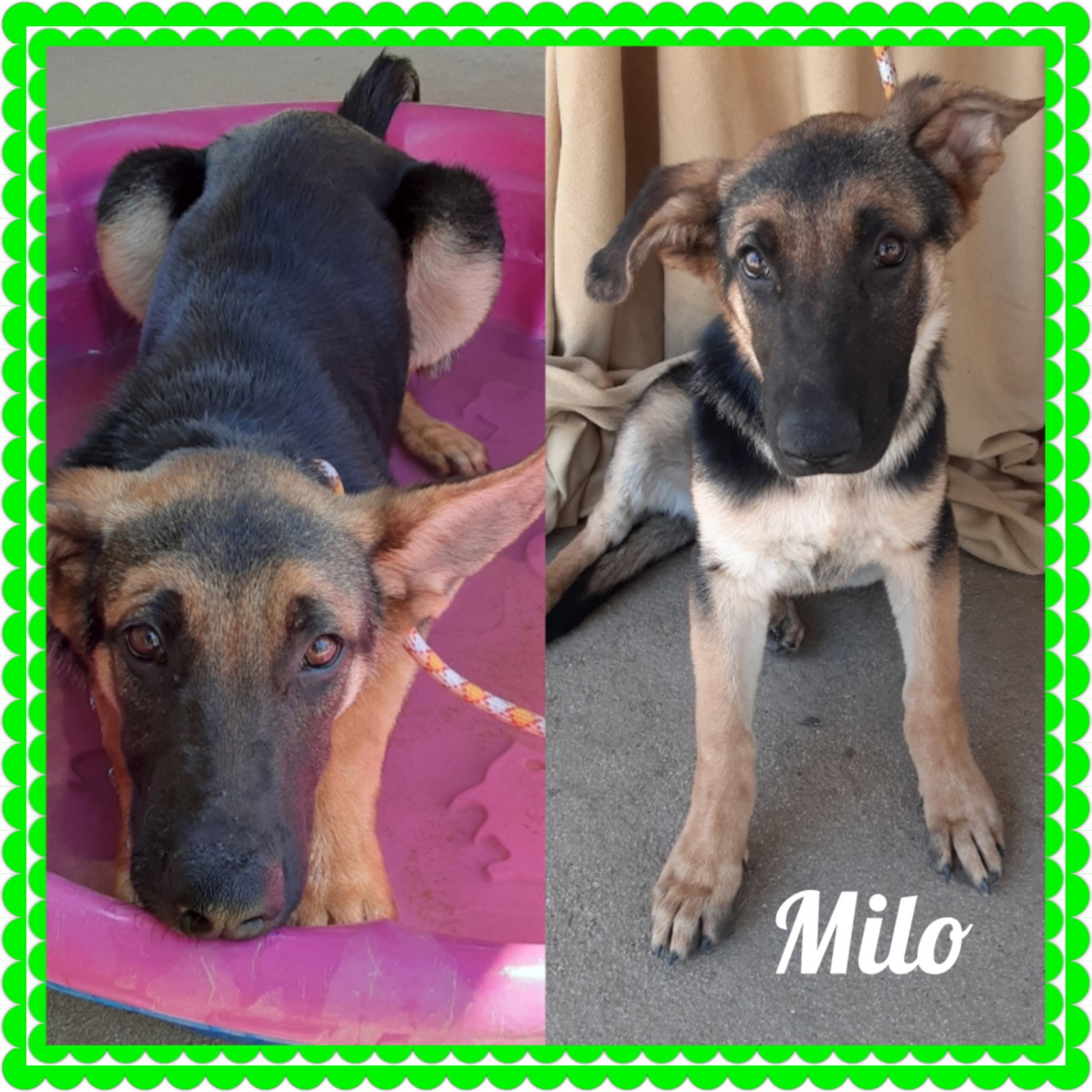 Dog for Adoption - Milo, a German Shepherd Dog in Redlands, CA | Alpha Paw