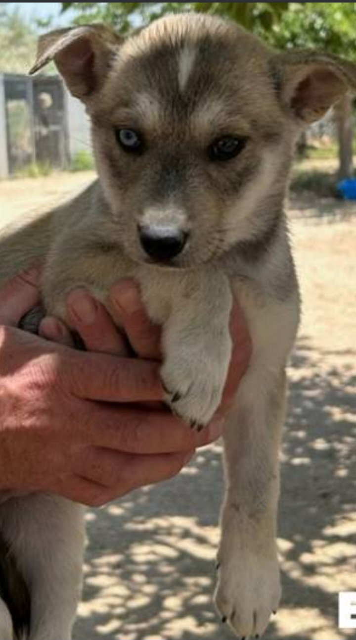 Dog for Adoption - Eva, a Labrador Retriever in Colton, CA | Alpha Paw