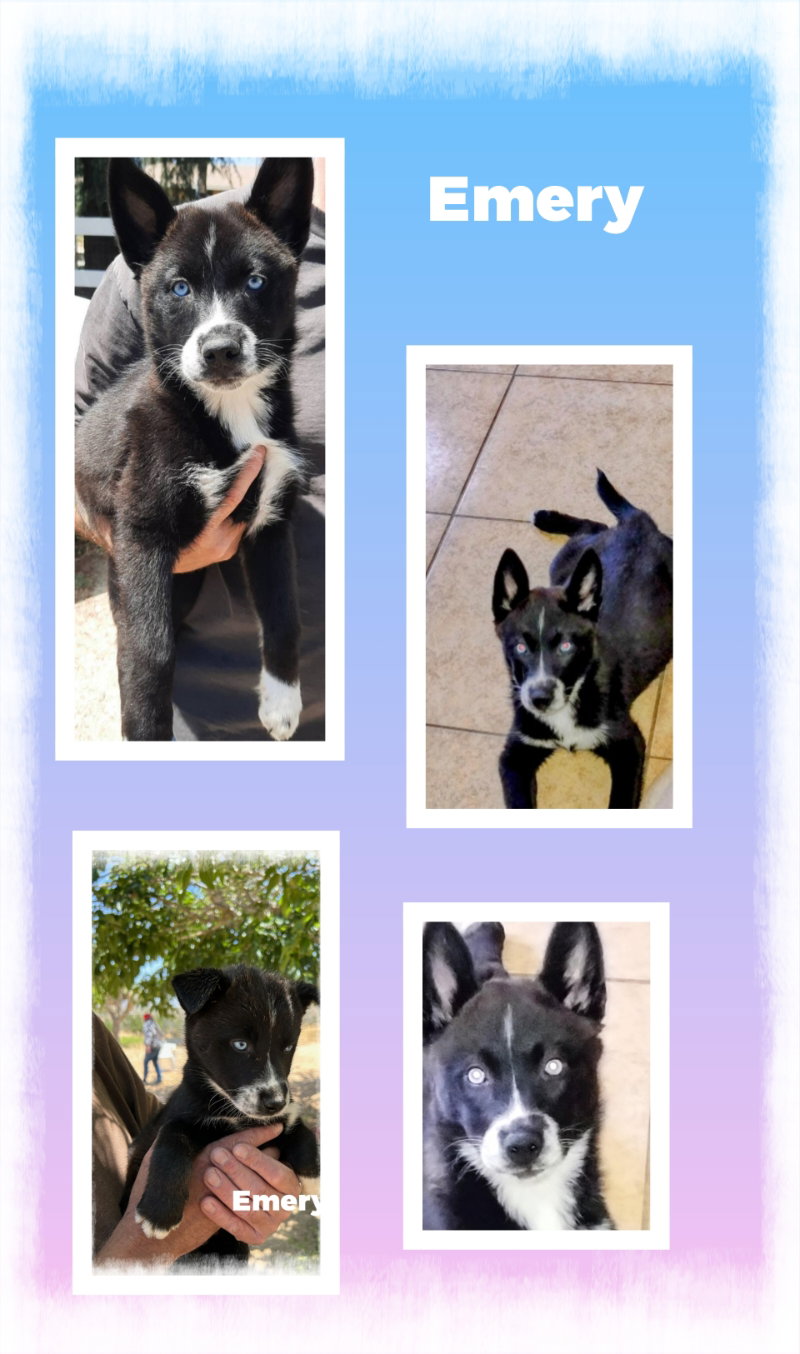 Emery ( blue eyed beauty)'s Web Page