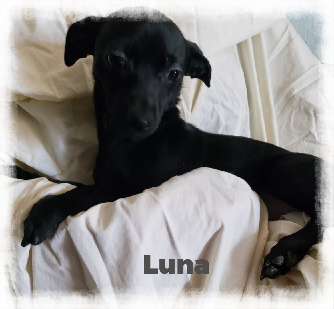 Luna's Web Page