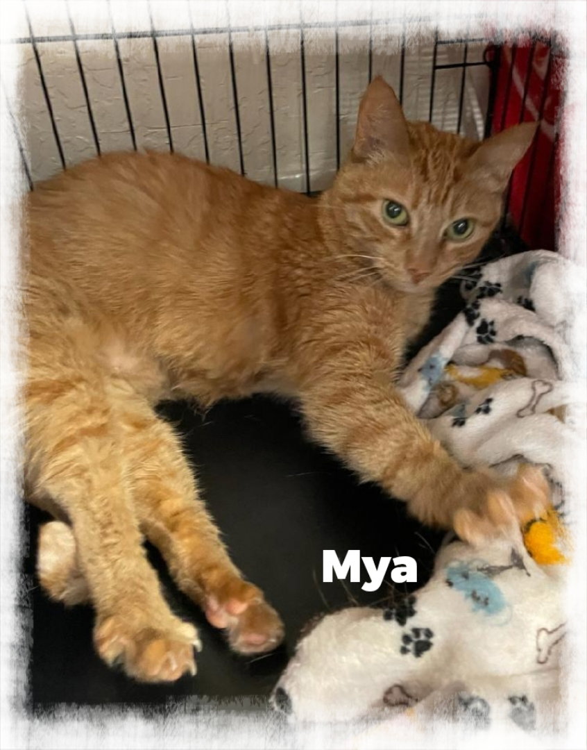 Mya's Web Page