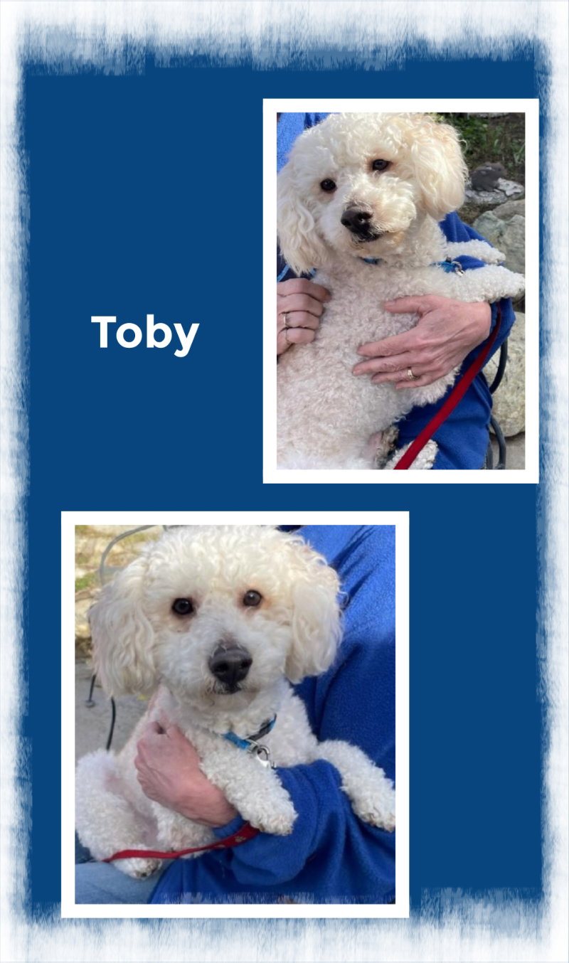 Dog for Adoption - Toby, a Poodle (Miniature) in Palm Desert, CA ...