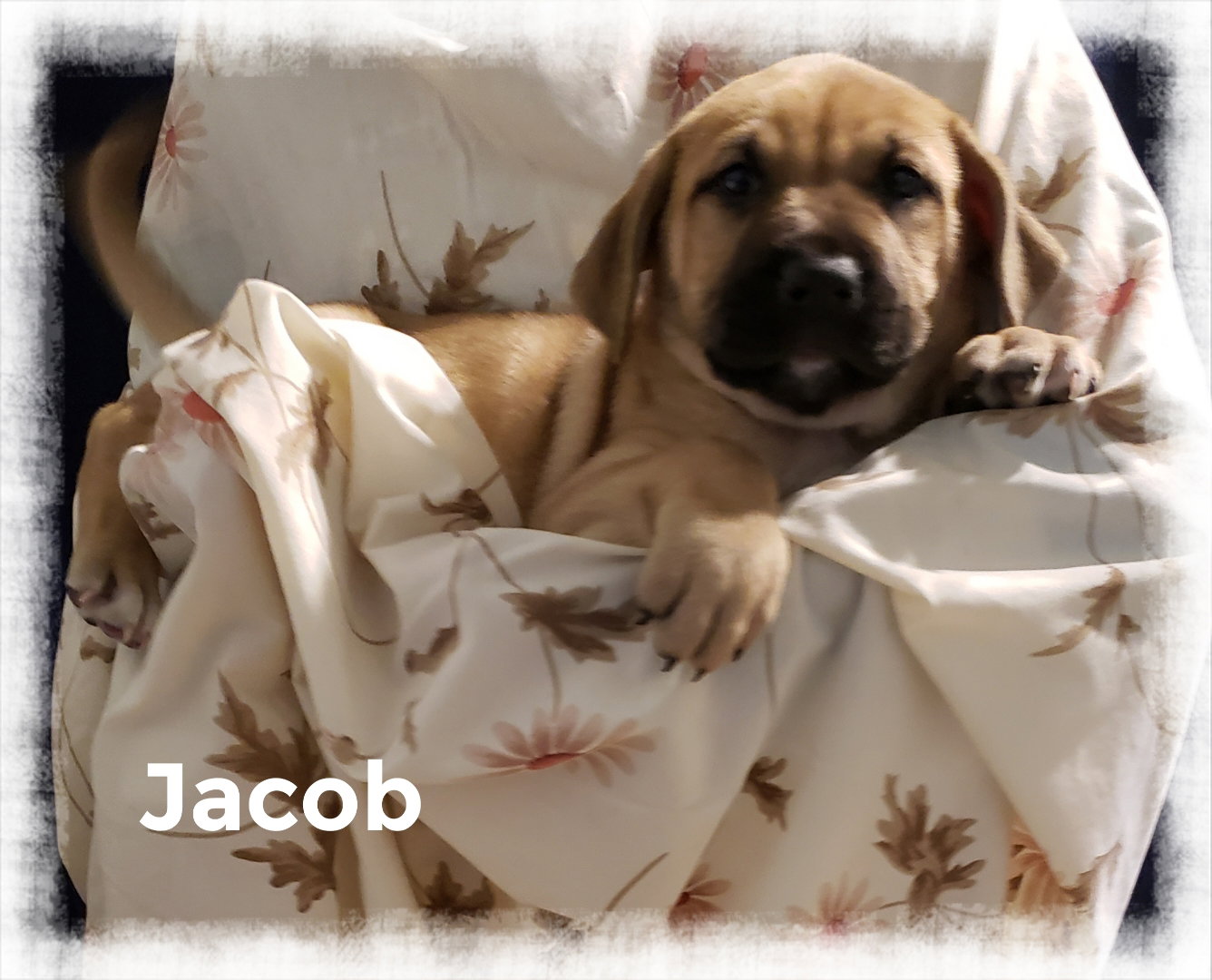 Jacob's Web Page