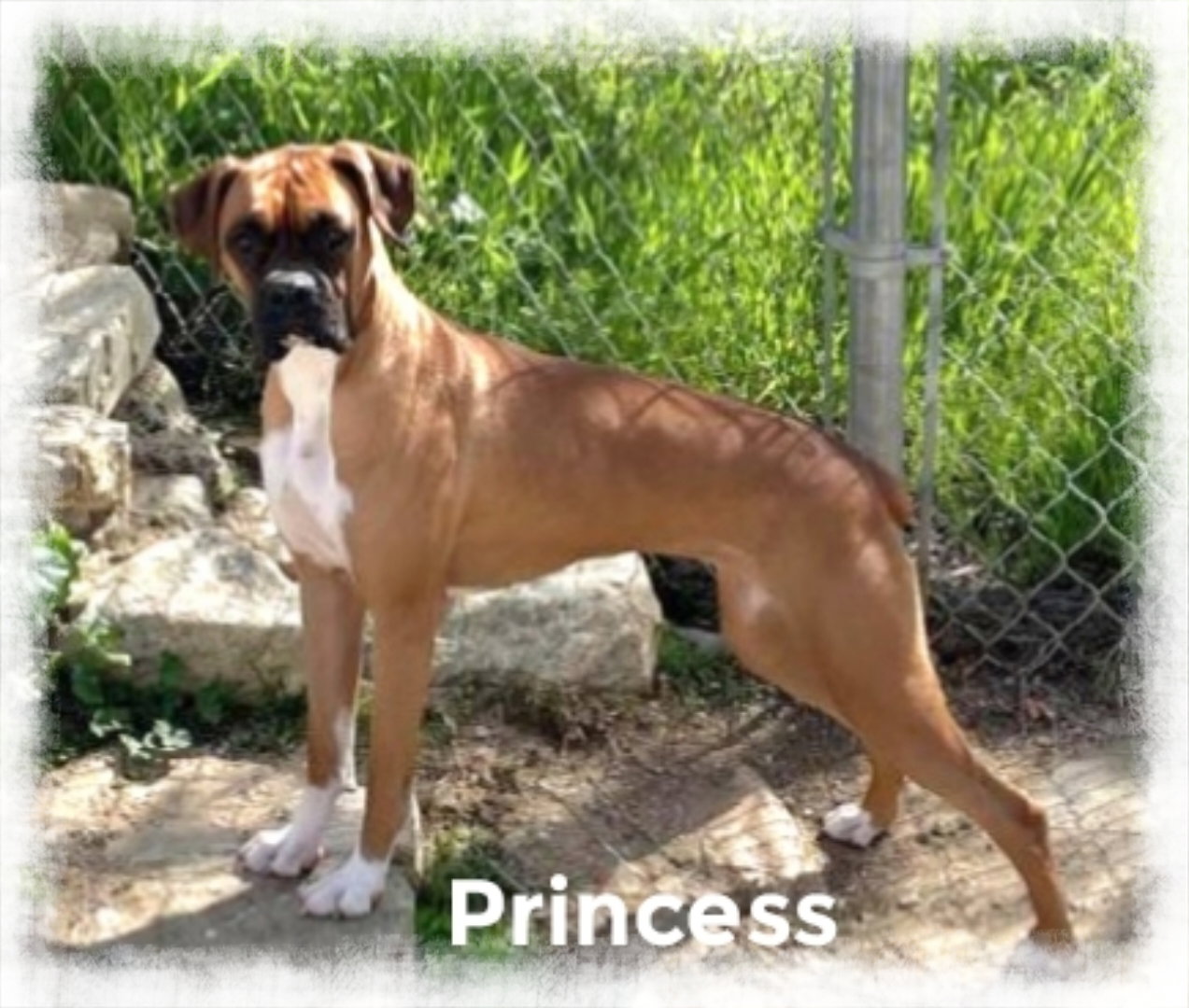 Princess' Web Page