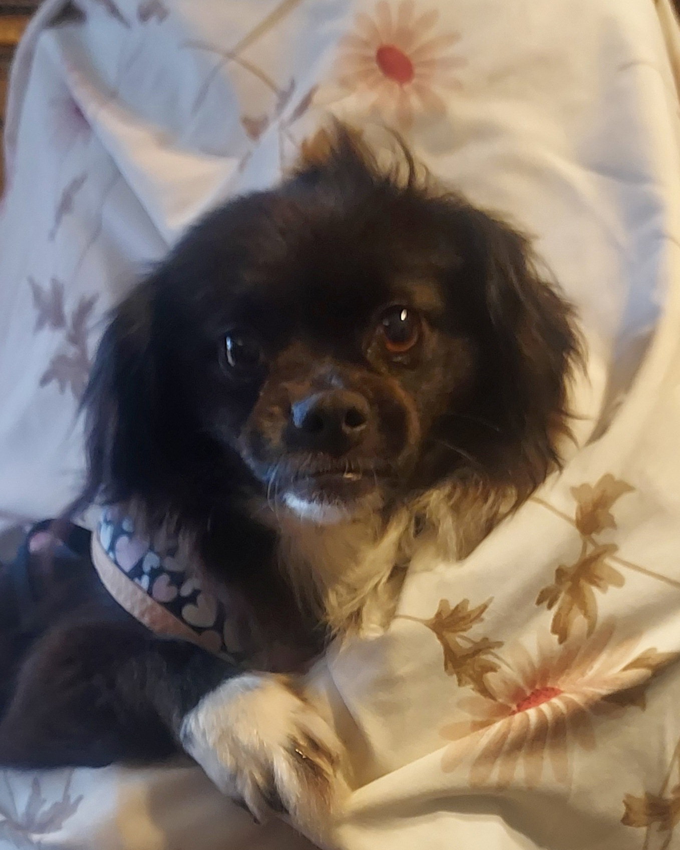 Dog for Adoption - Teefers, a Pekingese in Bermuda Dunes, CA | Alpha Paw