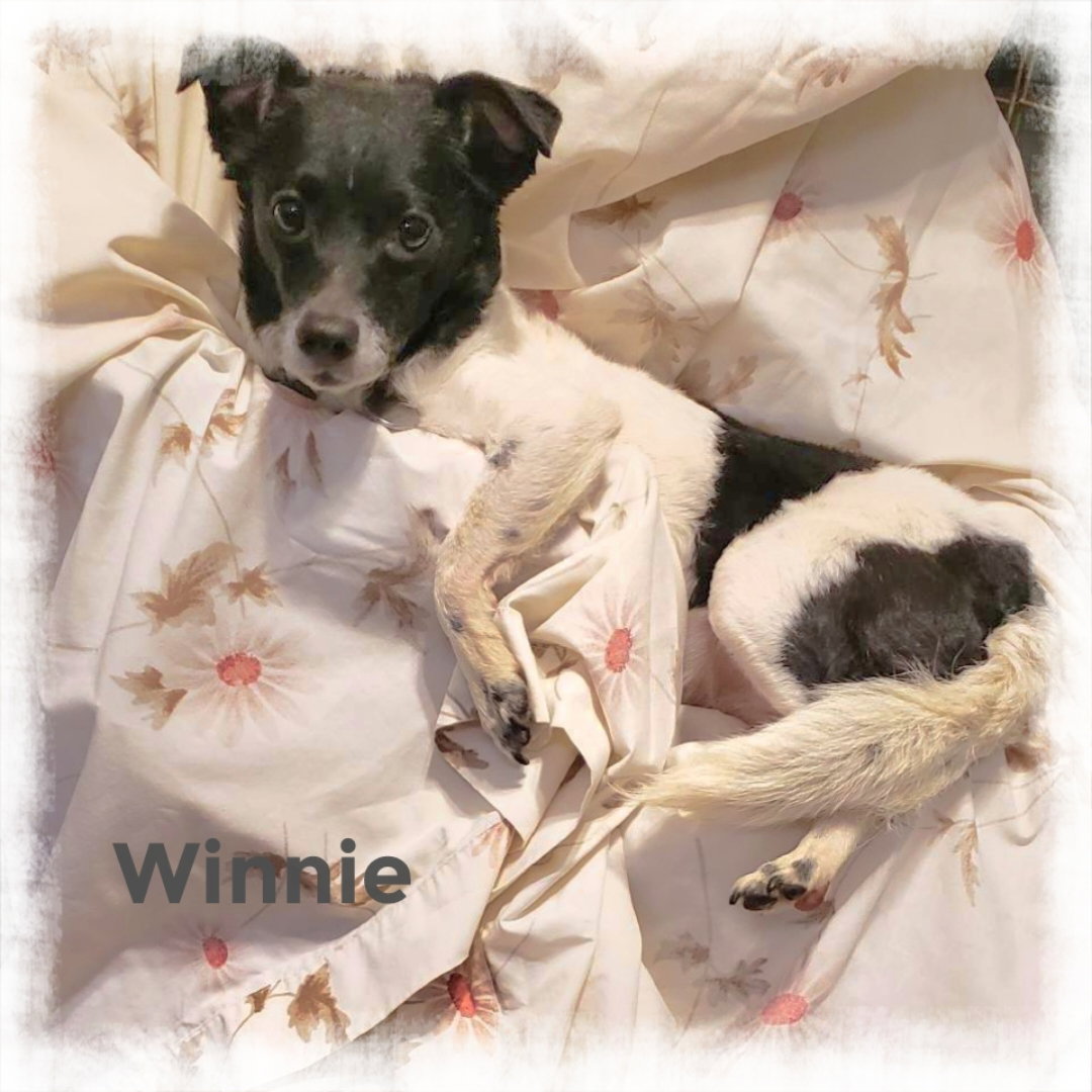 Winnie's Web Page
