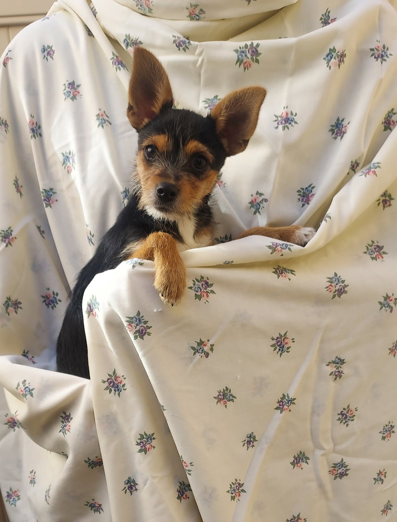 Dog adoption in Beaumont, CA 92223: Yorkshire Terrier Yorkie / Scottish ...