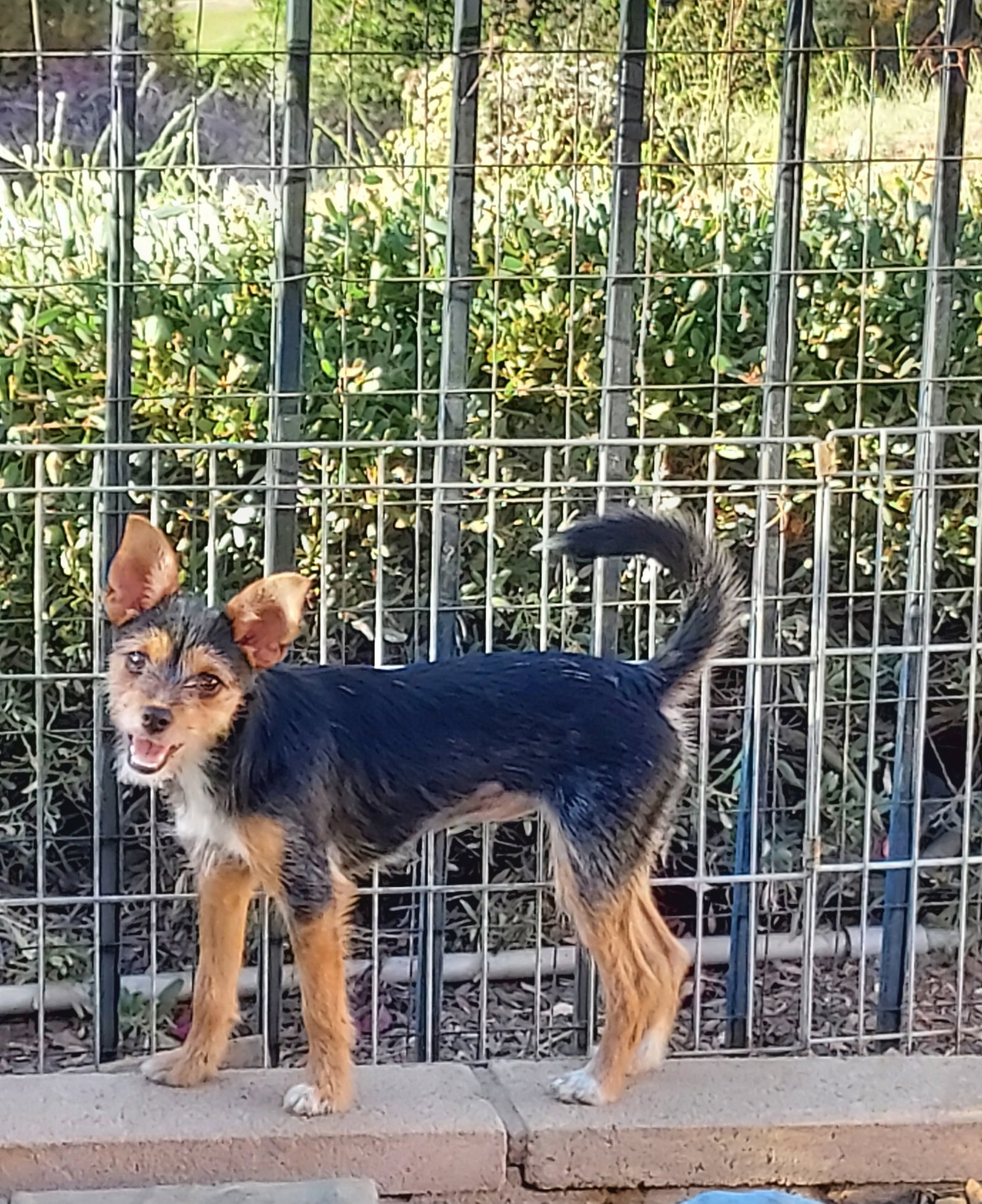 Dog adoption in Beaumont, CA 92223: Yorkshire Terrier Yorkie / Scottish ...