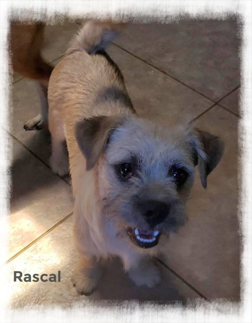Dog for Adoption - Rascal, a Shih Tzu in Palm Springs, CA | Alpha Paw