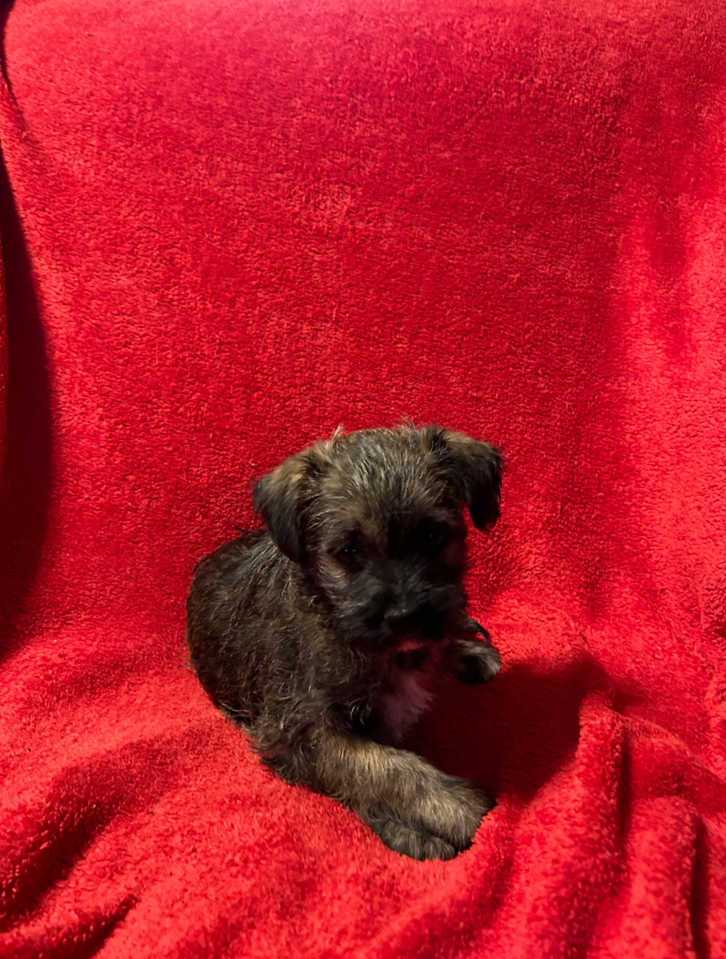 Dog adoption in Beaumont, CA 92223: Shih Tzu / Terrier / Mixed Dog "Toto"