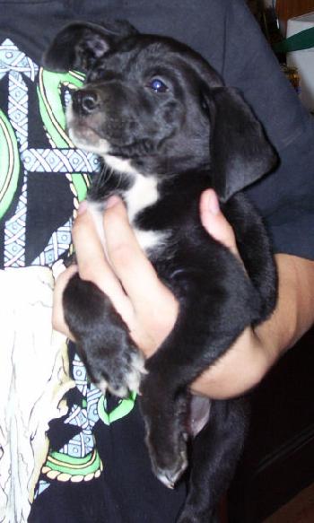 Cupcake the Doxie/Beagle mix's Web Page