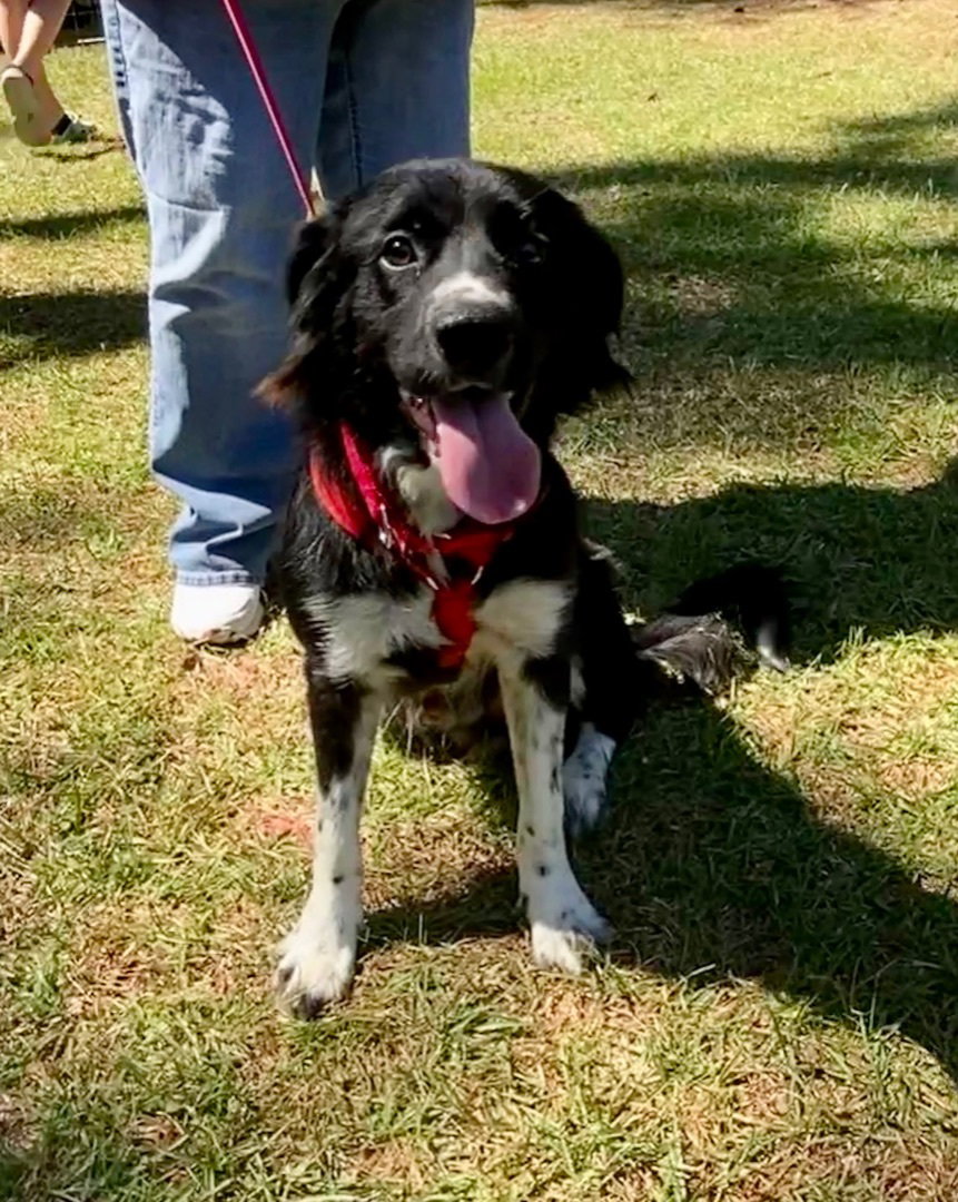 Dog for Adoption - Appolo, a Border Collie in Quitman, MS | Alpha Paw