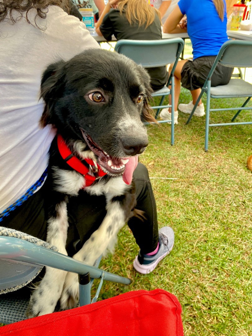 Dog for Adoption - Appolo, a Border Collie in Quitman, MS | Alpha Paw