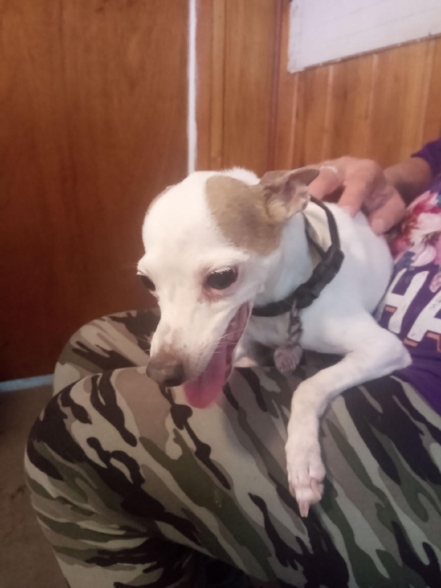 Dog for Adoption - Gigi, a Jack Russell Terrier in Laurel, MS | Alpha Paw