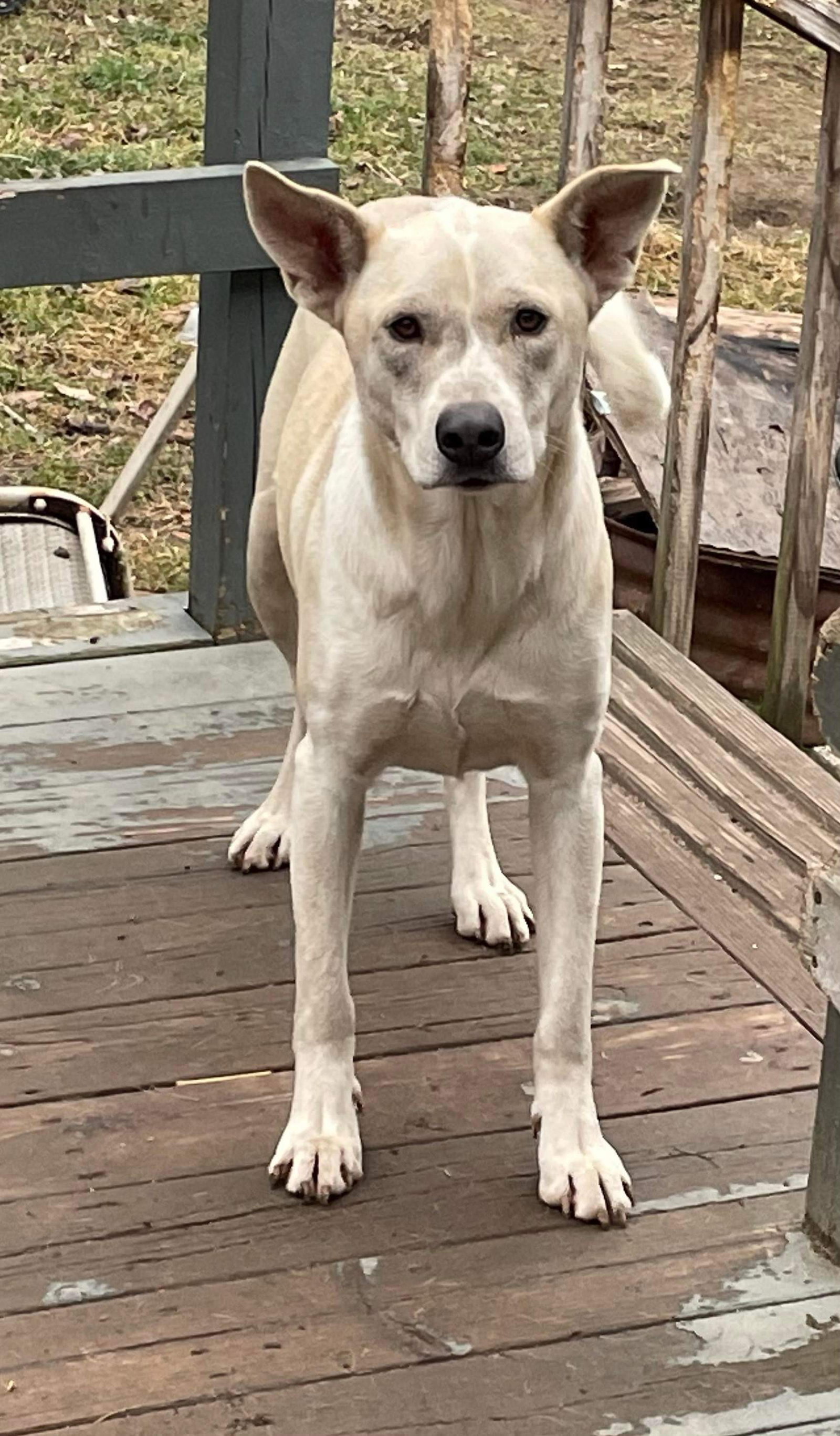 Dog for Adoption - Waylon, a Carolina Dog in San Benito, TX | Alpha Paw