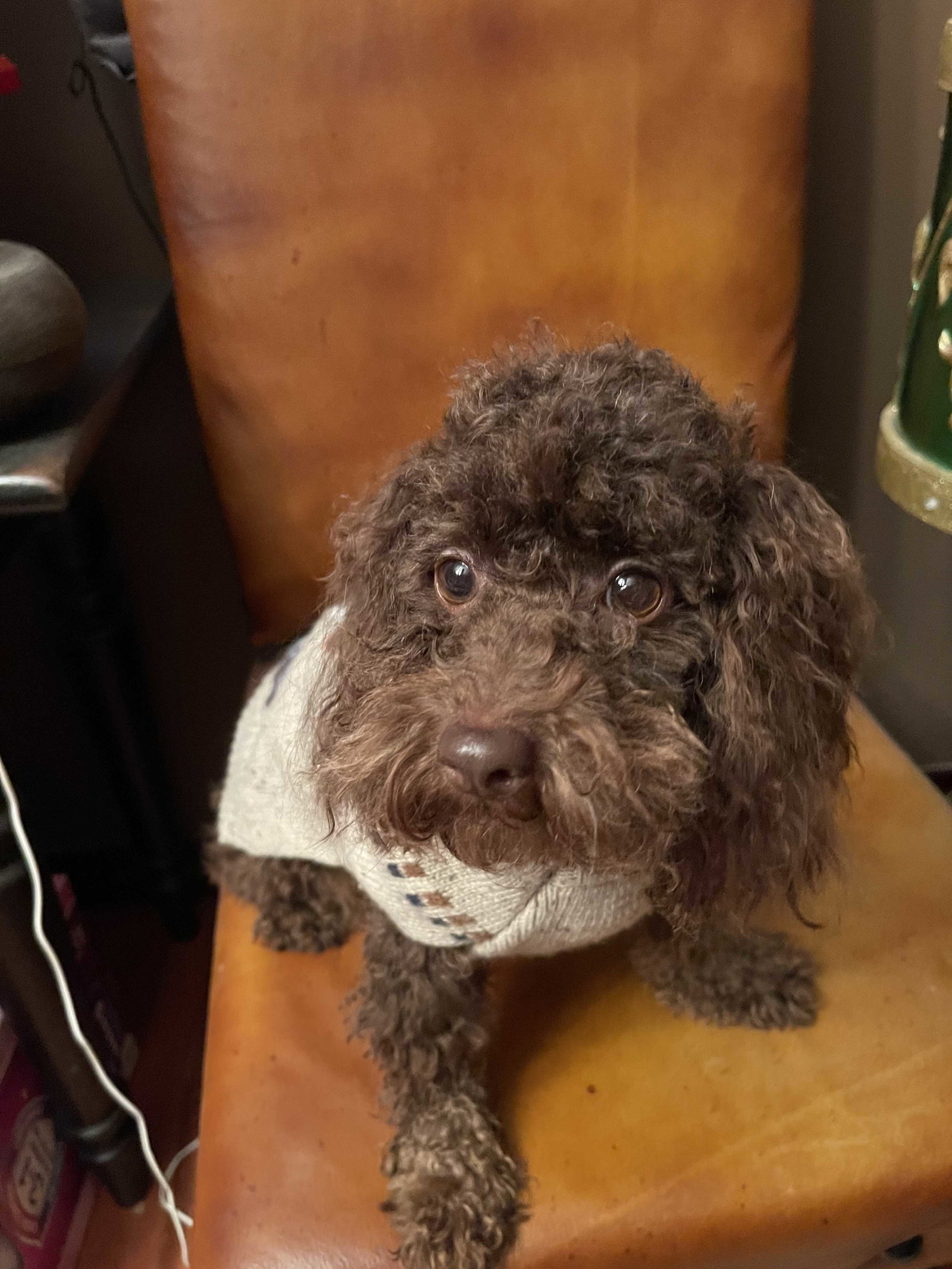 Dog for Adoption - Phil Dunphy, a Poodle (Toy) in Monroe, WA | Alpha Paw
