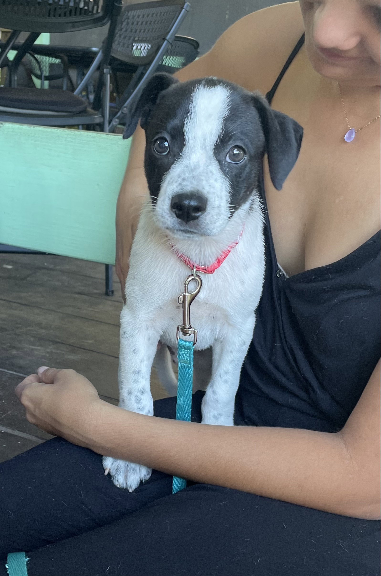 Dog for Adoption - Rudolph Sato, a Labrador Retriever in Bronx, NY ...
