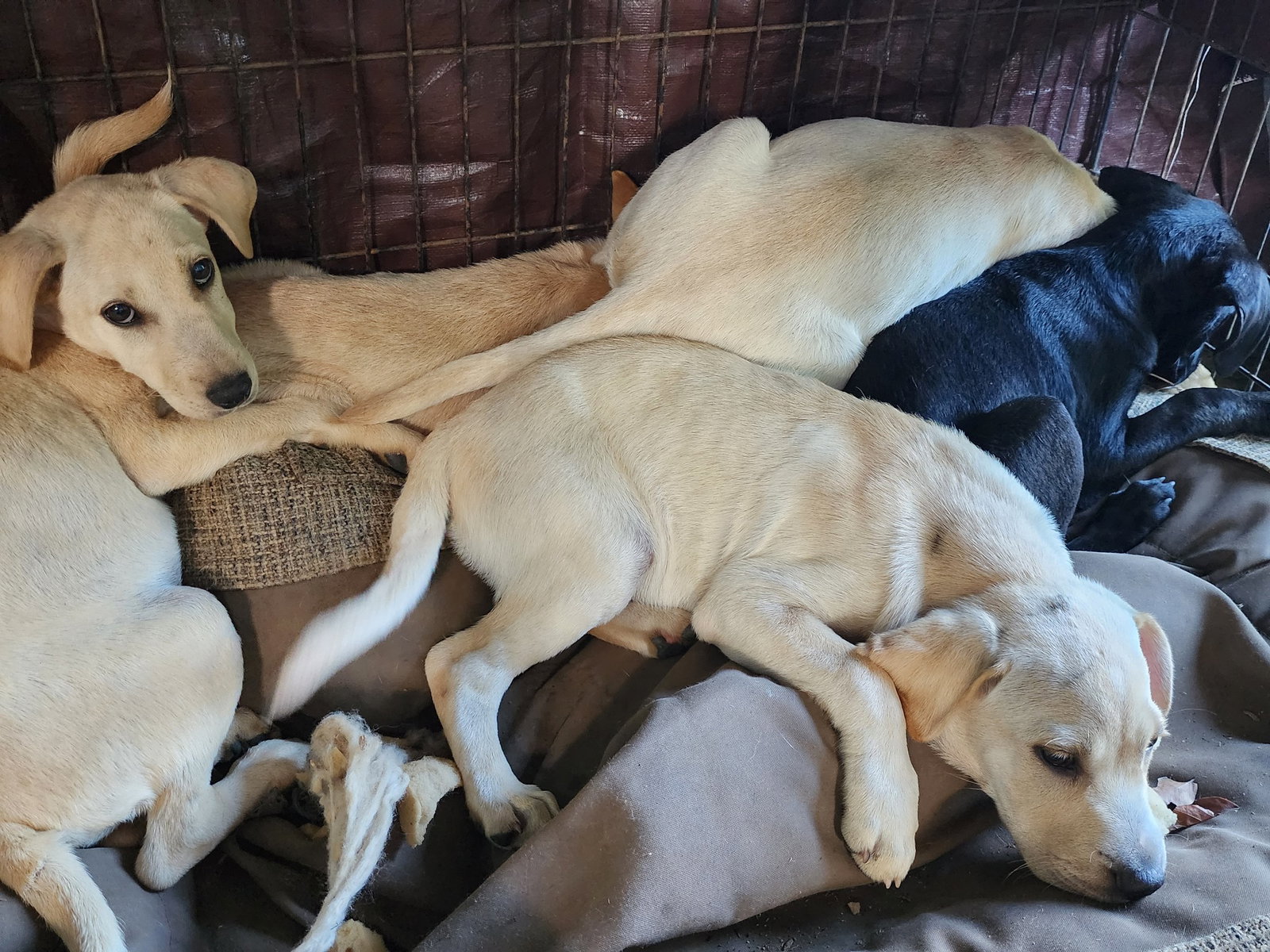 Dog for Adoption - Bushy Evergreen Sato, a Labrador Retriever in Sussex ...